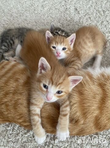 Котята в добрые руки