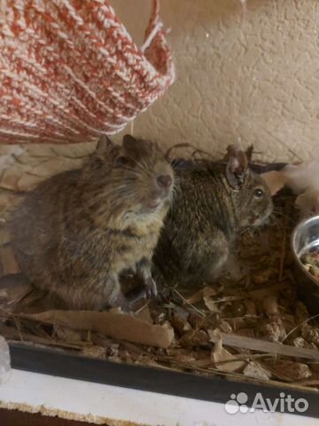 Дегу девочка