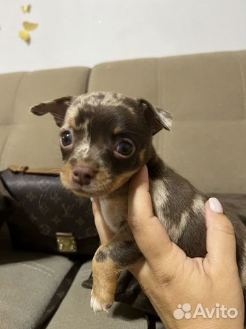 Идеальная девочка мерле