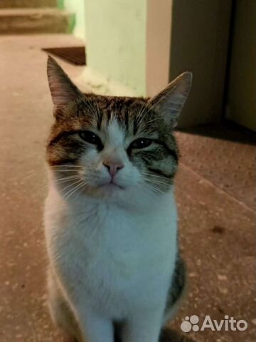 Котики бесплатно