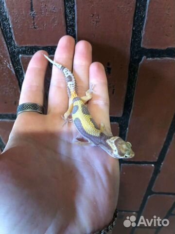 Эублефары большой выбор