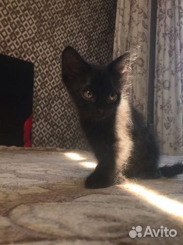 Знойная мини-брюнетка Мася