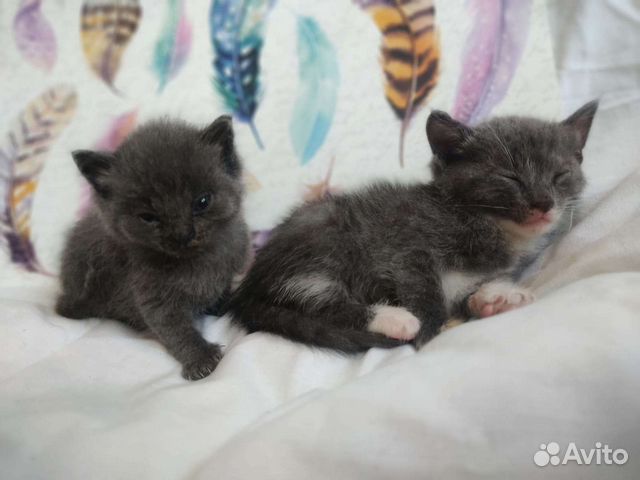 Котята в дар бесплатно