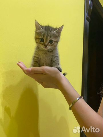 Котята от вислоушки