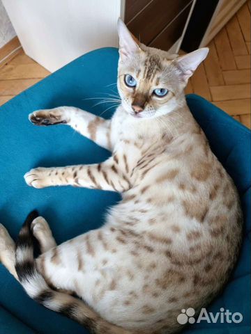 Бенгальская снежная кошка
