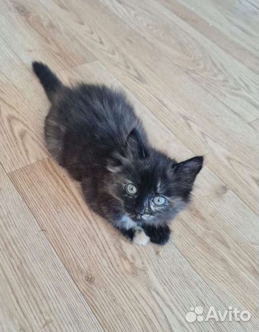 Котёнок девочка 1.5 мес