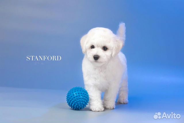 Любимые малыши Бишон Фризе