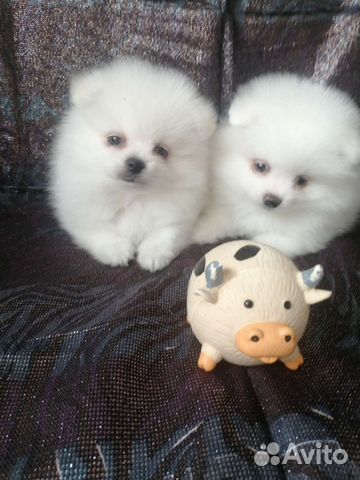 Белый померанский шпиц