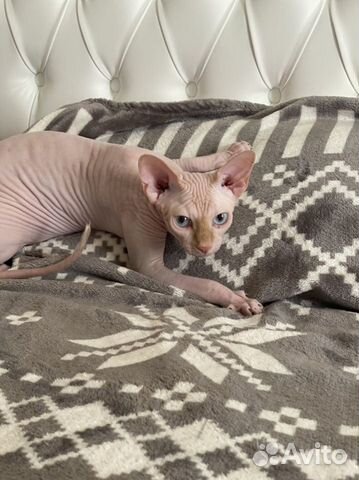 Канадский сфинкс Вязка