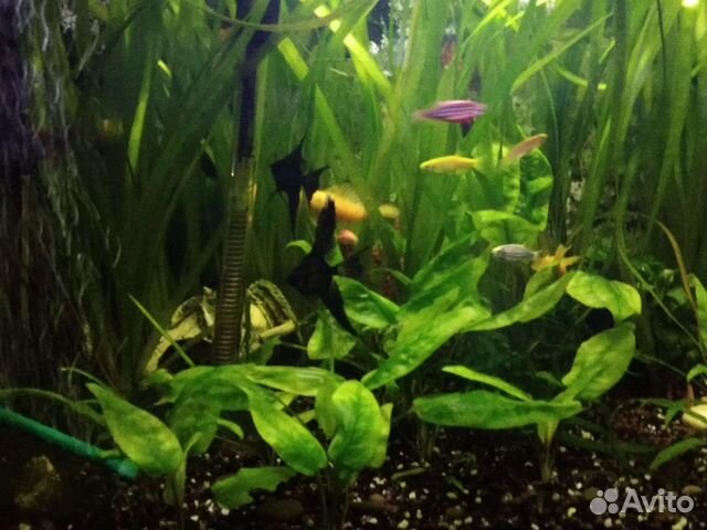 Аквариумное растение
