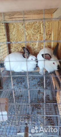 Калифорнийские кролики на племя