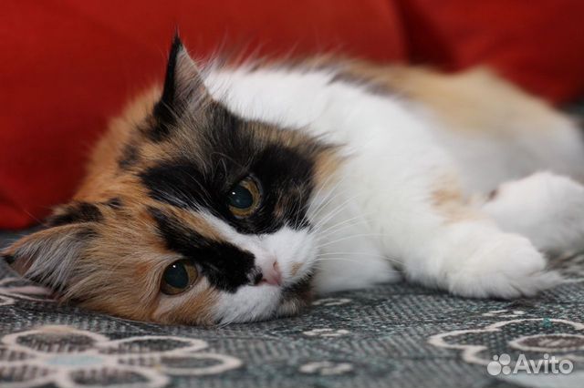 Великолепная кошка