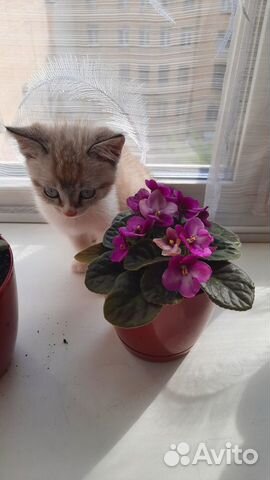 Найден котенок