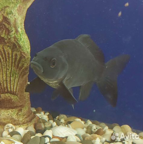 Чёрная комета