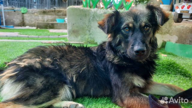 Дворянка Лакки