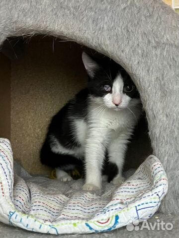 Маленькая Пуговка 2 мес ищет семью