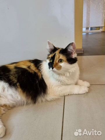 Идеальная кошка Очень нужна хорошая семья