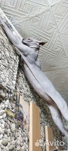 Вязка донского сфинкса