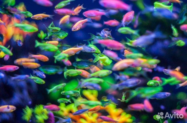 Рыбки Данио гло