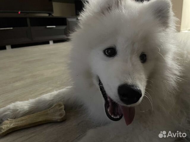 Самоедская собака