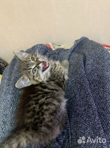 Маленькая тигрица