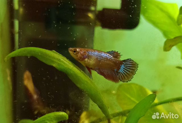 Петушки, меченосцы, моллинезии