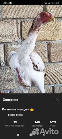 Бойцовые куры