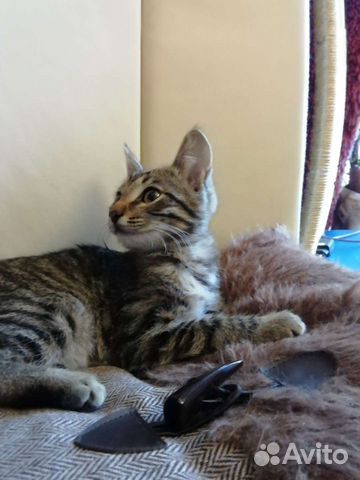 Кошечка в добрые руки