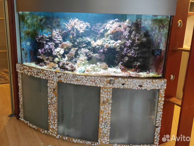 Огромный аквариум с морской звездой