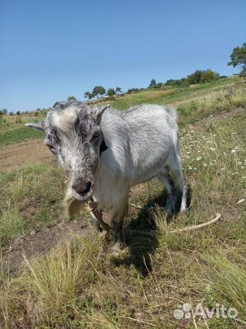 Козел для вязки
