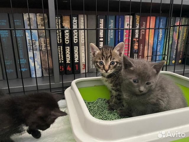 Котята в добрые руки 2 мес