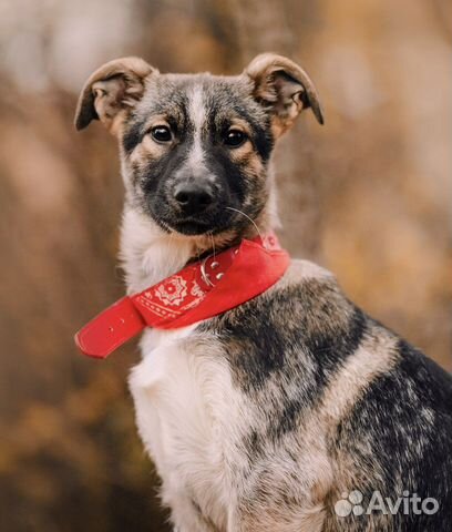 Щенок ищет любящего хозяина