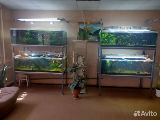 Аквариумы видовые