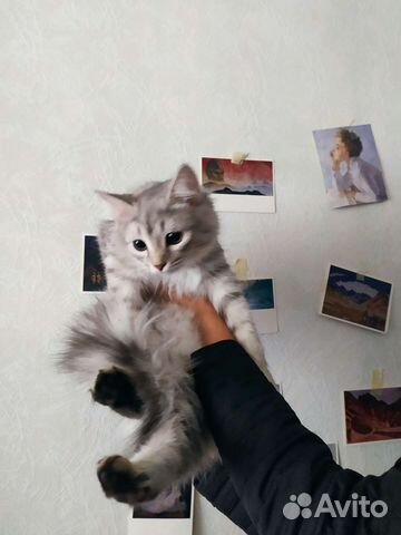 Нашли кошку