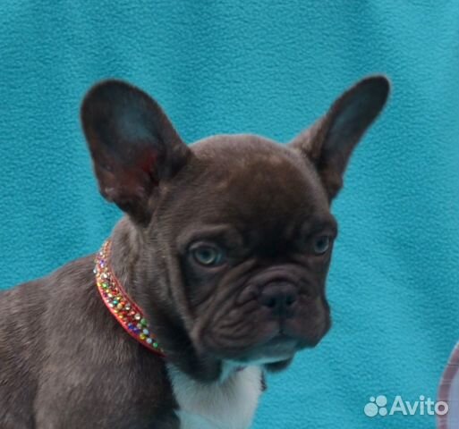 Шоколадный тигр