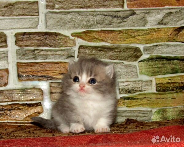 Манчкин мальчик