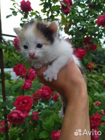 Грустный котенок ищет семью