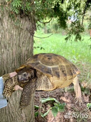 Черепаха сухопутная бесплатно