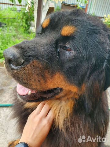 Тибетский мастиф вязка