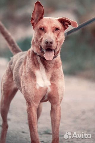 Ласковый и нежный зверь