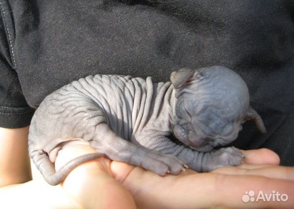 Канадский сфинкс котенок