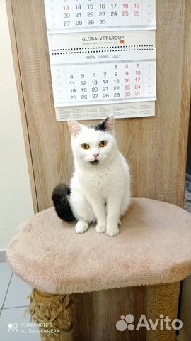 Молодой котик