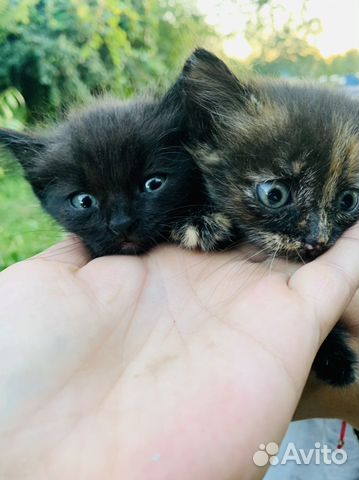 Очаровательные котята