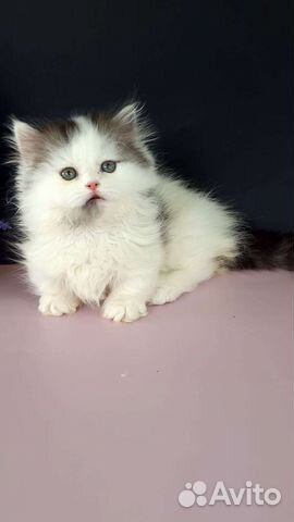 Котята манчкин два мальчика