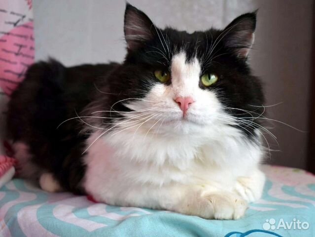 Кот Марсик