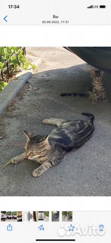 Ищу передержку для кошки с котенком