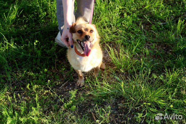 Молодой мелкий пёс в добрые руки