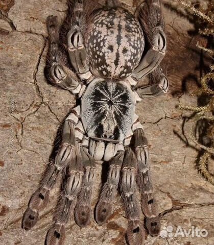 Паук heteroscodra maculata