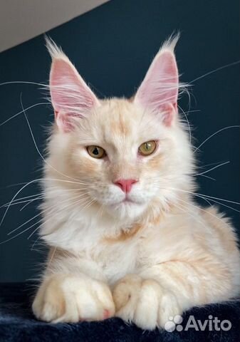 Котята Мэйн-кун из питомника
