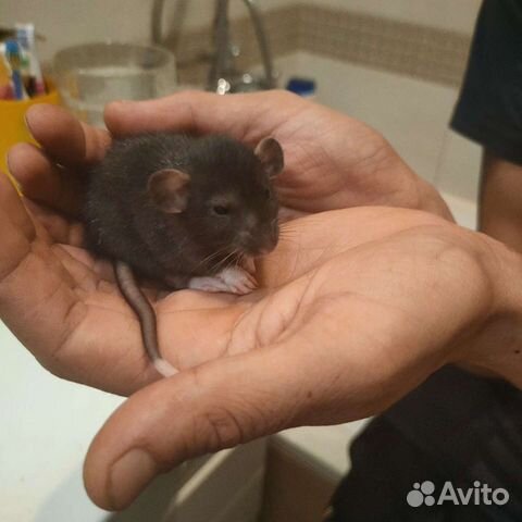 Крыса дамбо